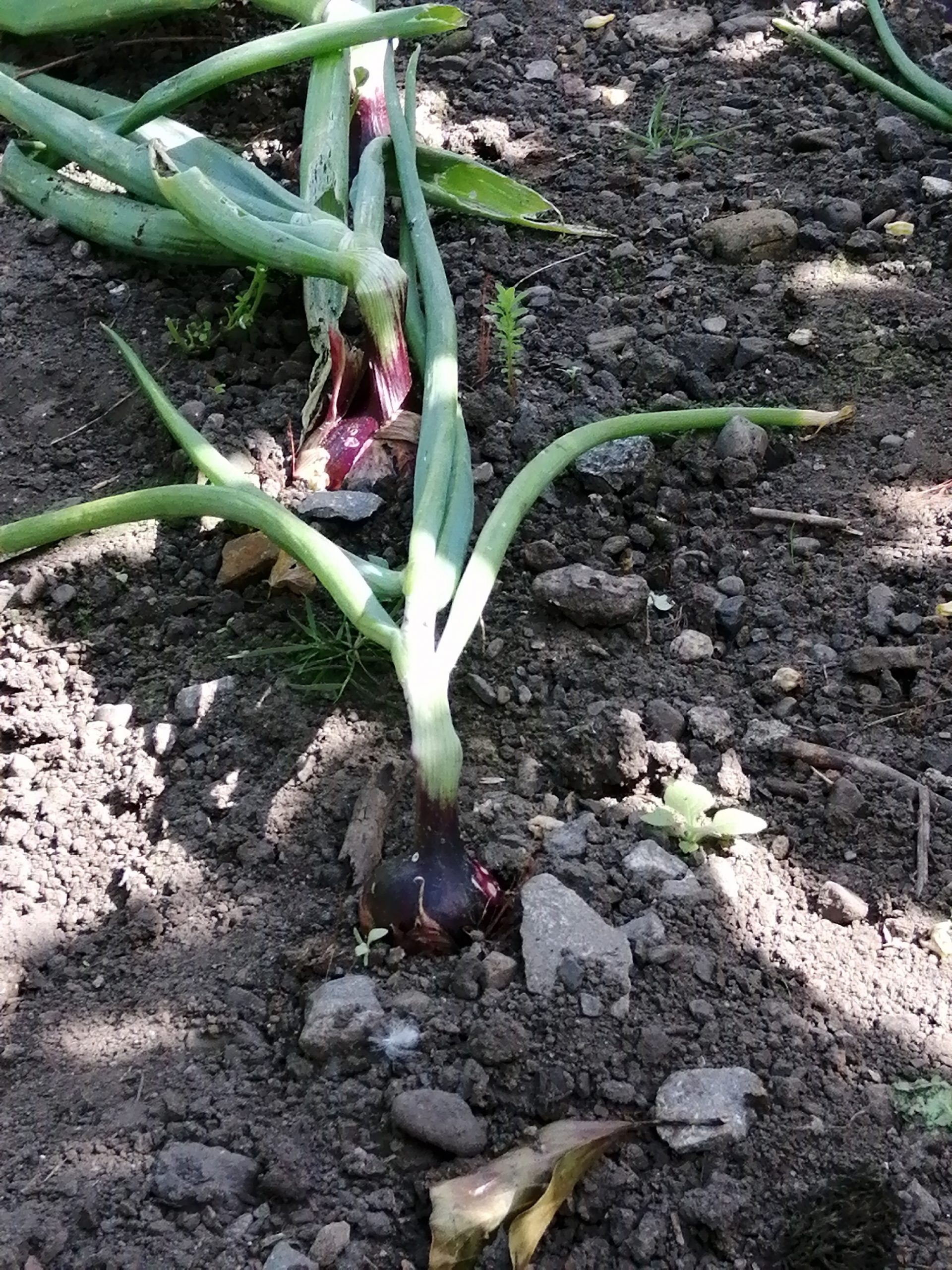 Onion Red Brunswick - Ripon Museums