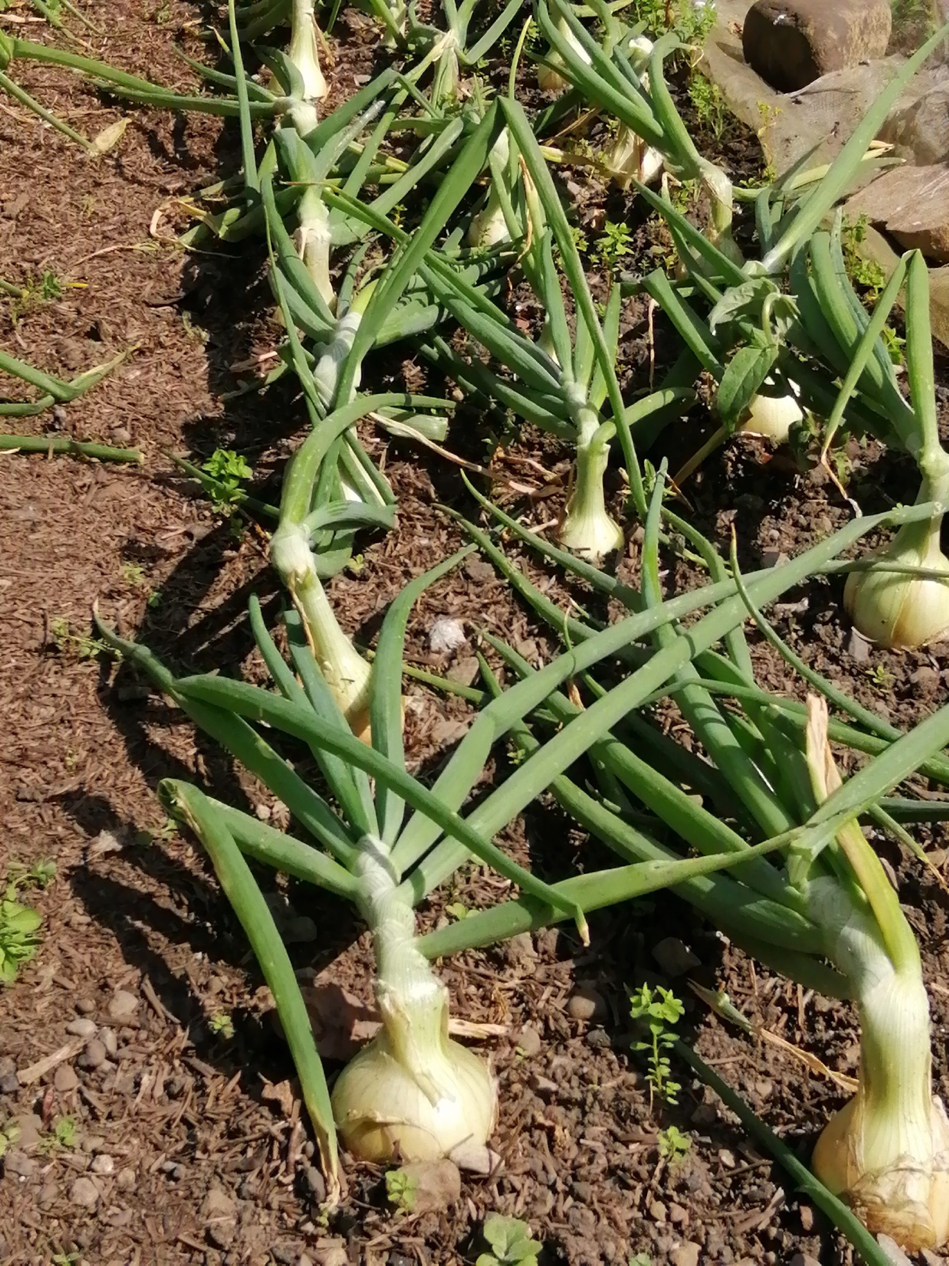 Onion Ailsa Craig - Ripon Museums